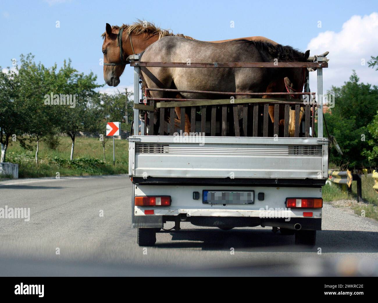 Animal transport, horses in a truck getting moved to another place ...