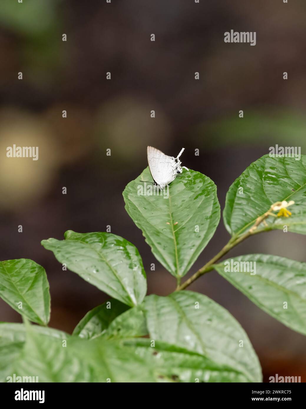 Western ghats insect hi-res stock photography and images - Alamy