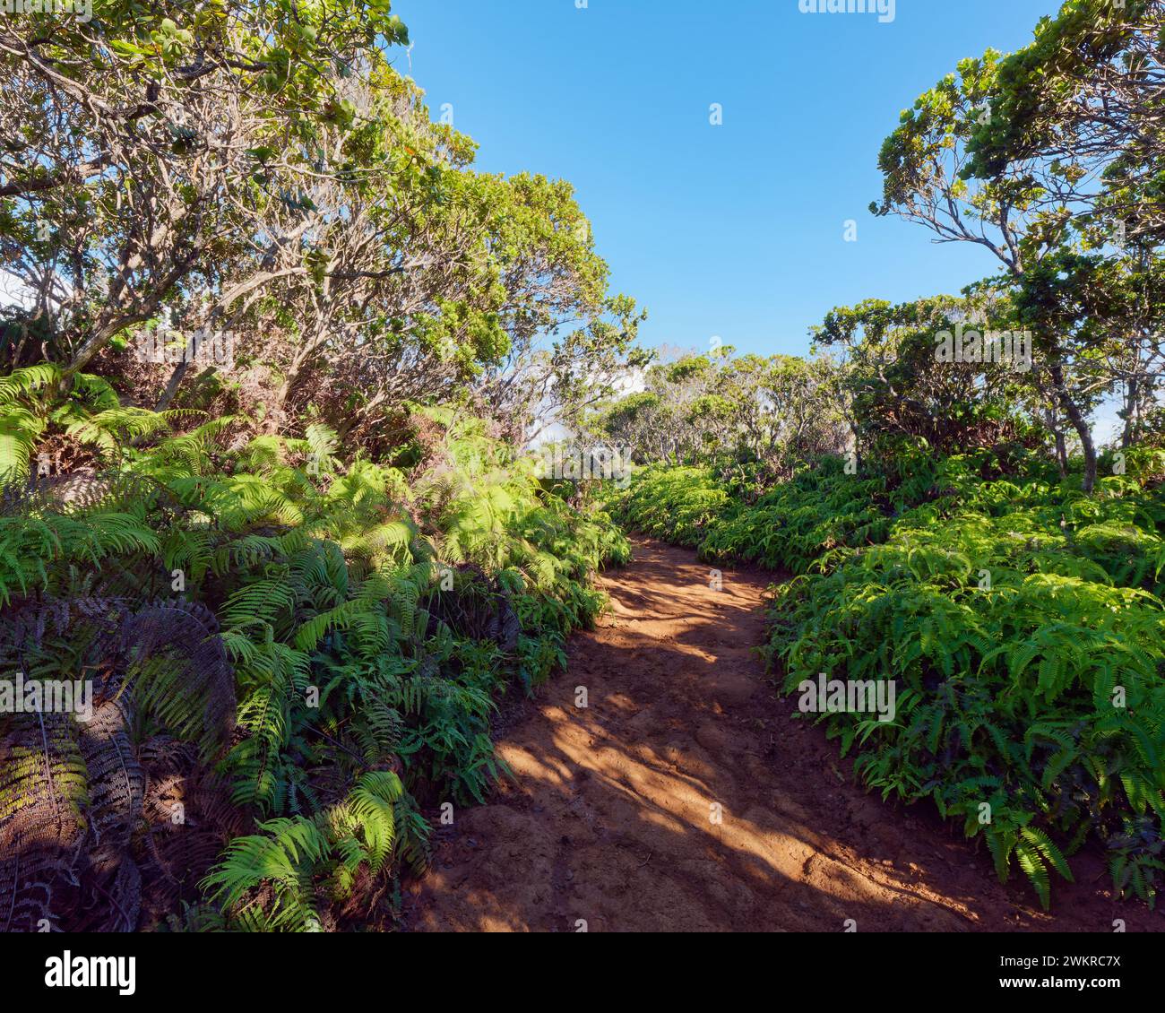 Koke’e state park and hawaii hi-res stock photography and images - Alamy