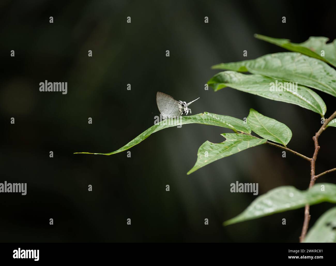 Side profile Common imperial (cheritra freja) butterfly resting on a ...