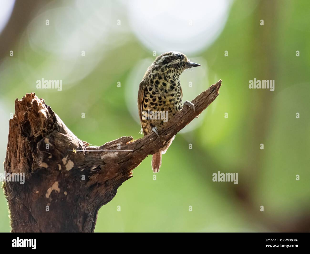 A Speckled piculet (picumnus innominatus) perched on the branch of a ...