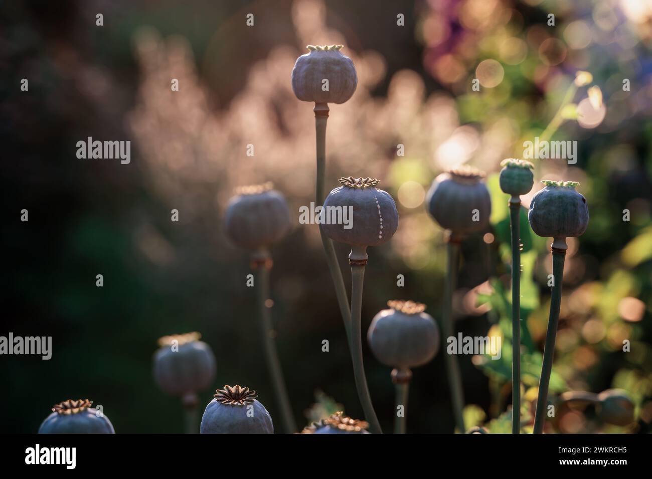 Two toned red and white poppy hi-res stock photography and images - Alamy