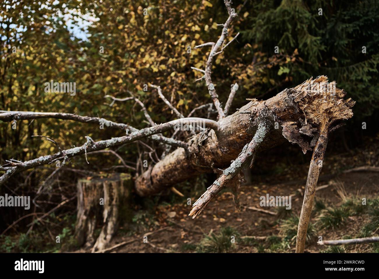 Broken stump hi-res stock photography and images - Alamy