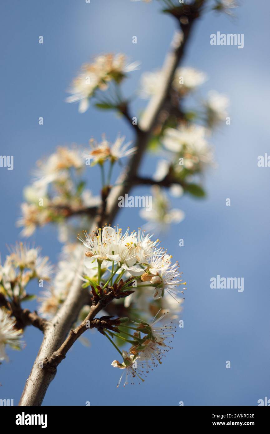 Plum tree branch in bloom in the spring garden Stock Photo - Alamy