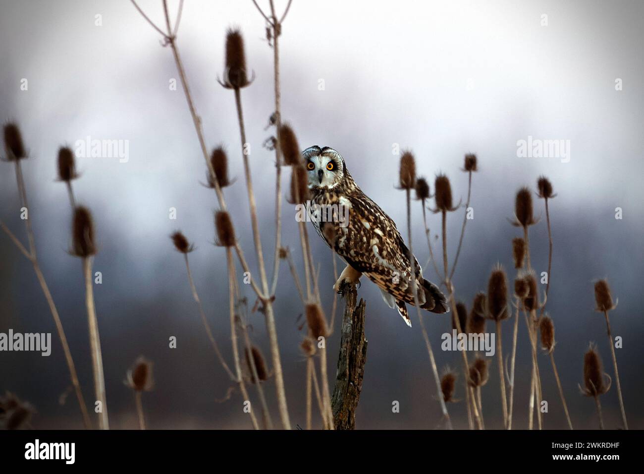 A pueo owl (Asio flammeus sandwichensis) perched on a wooden post Stock ...