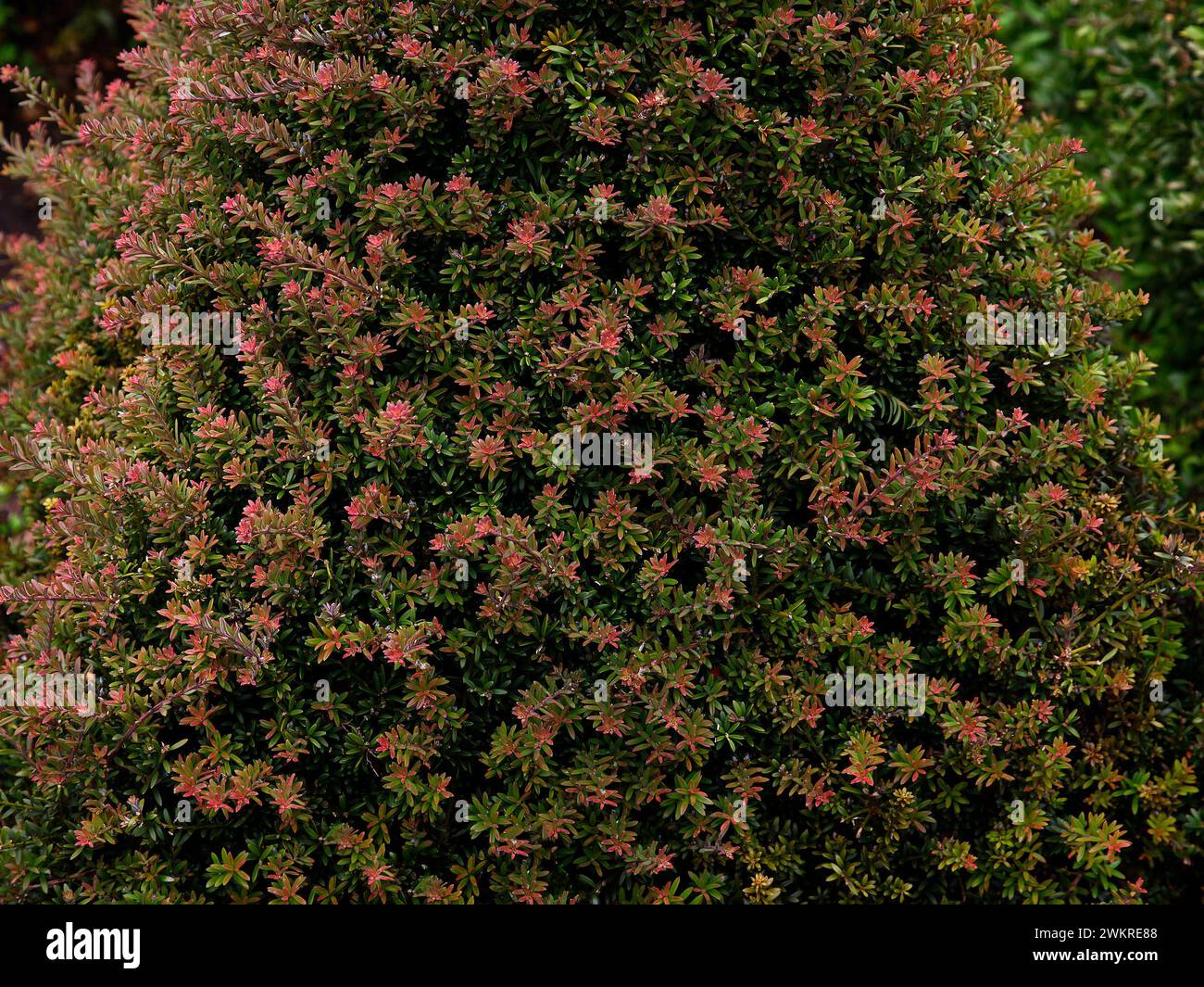 Closeup of the bronze green foliage of the dwarf slow growing conifer ...