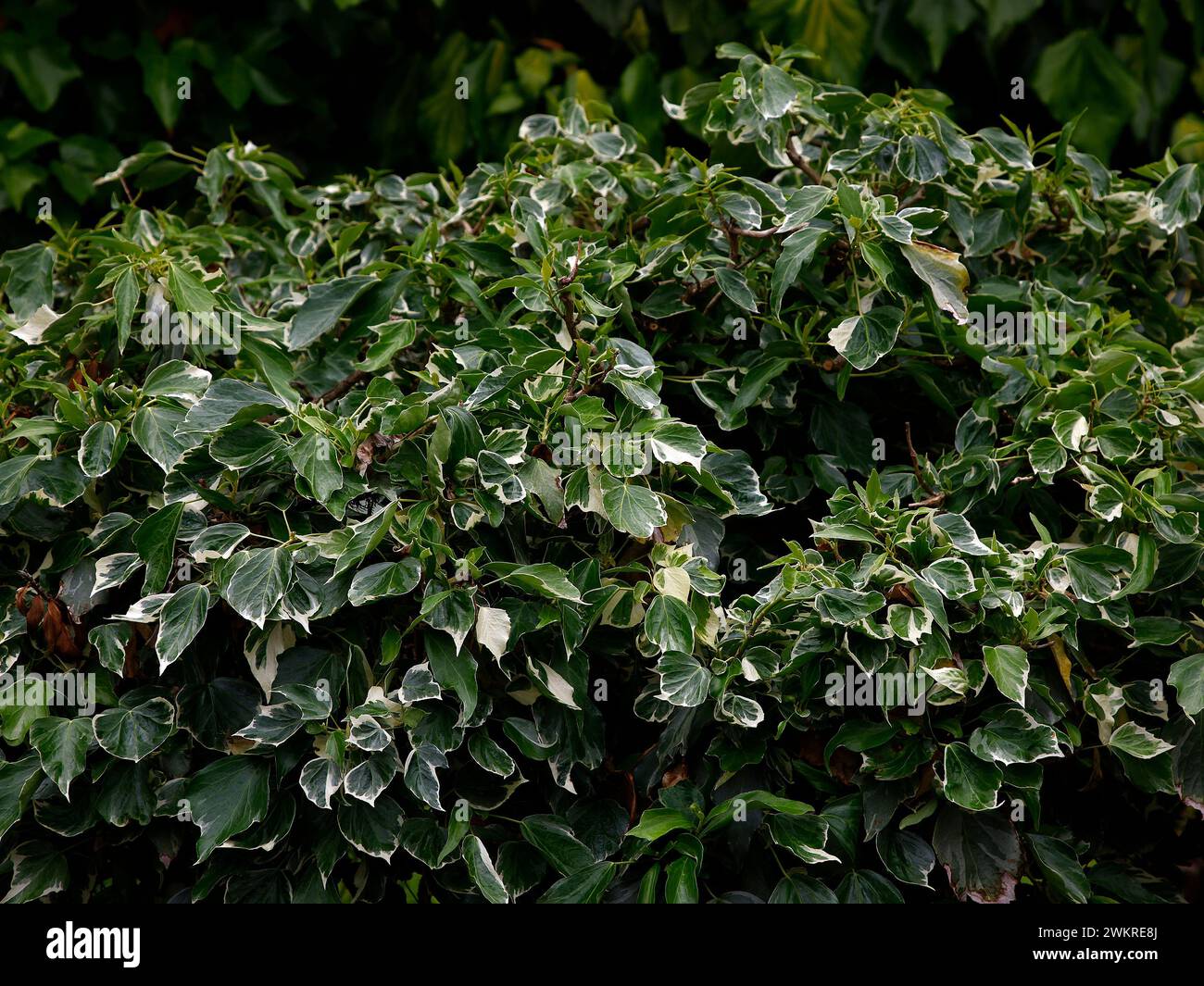 Hedera helix little diamond ivy hi-res stock photography and images - Alamy