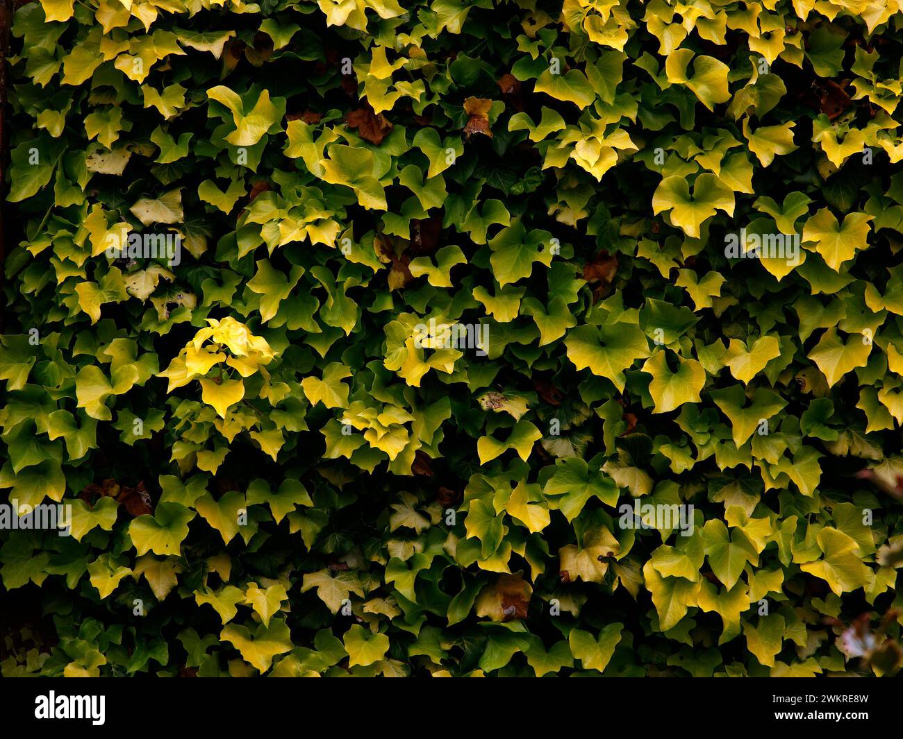 Closeup of the yellow and green leaves of the evergreen climbing garden ...