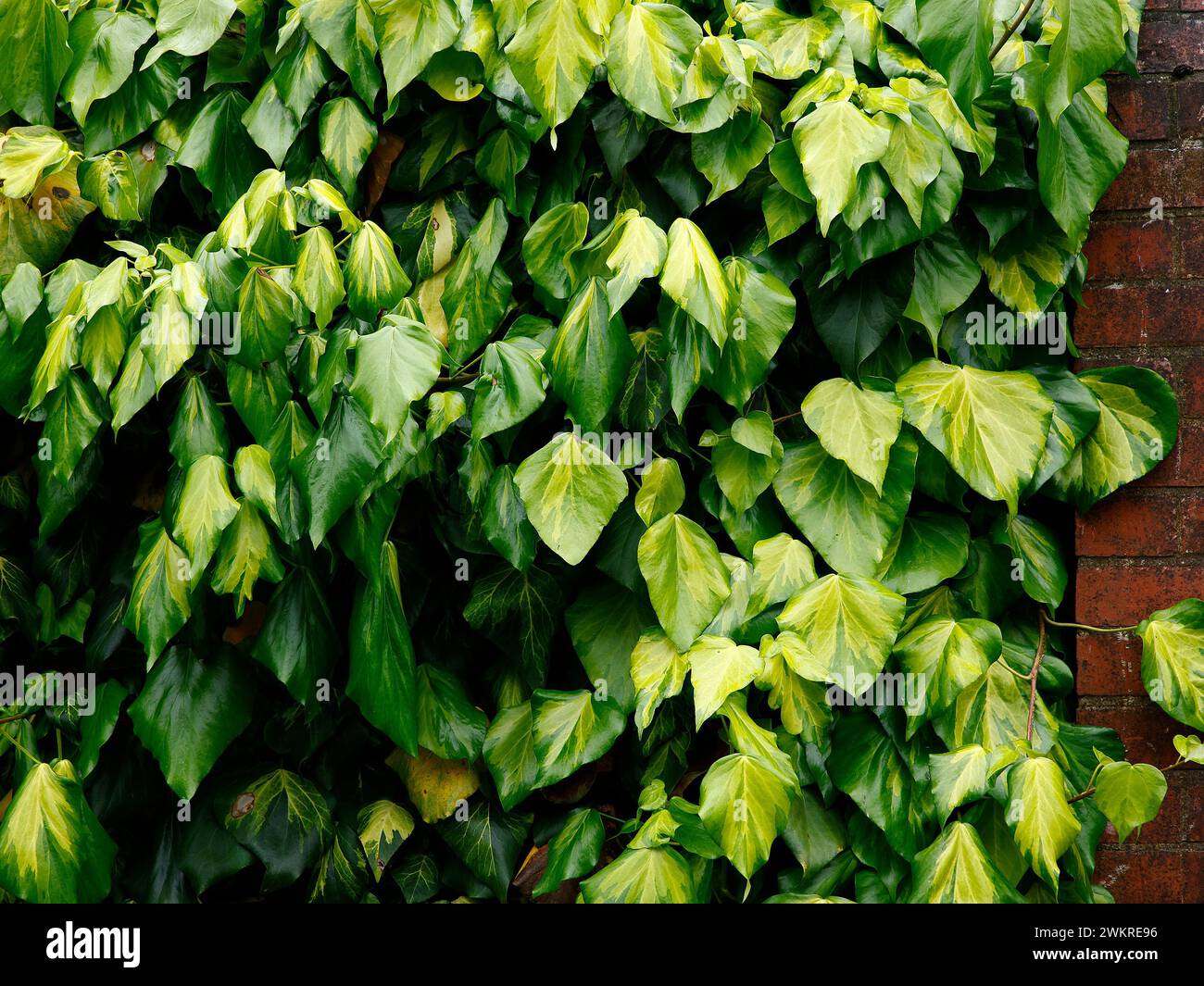 Closeup of the yellow and green variegated leaves of the garden ...