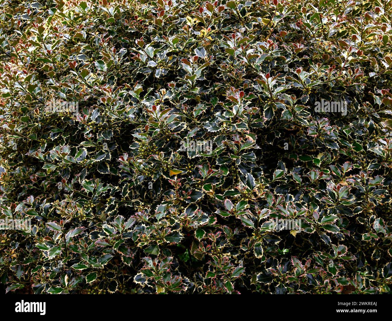 Closeup of the cream green variegated leaves of the small garden tree ...