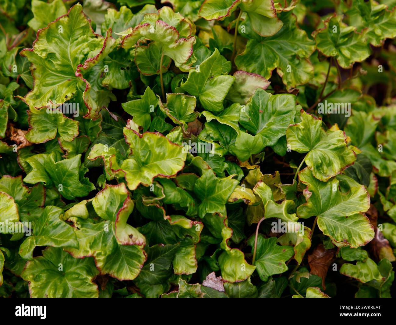 Closeup of the unusual green leaves of the evergreen garden climbing ...