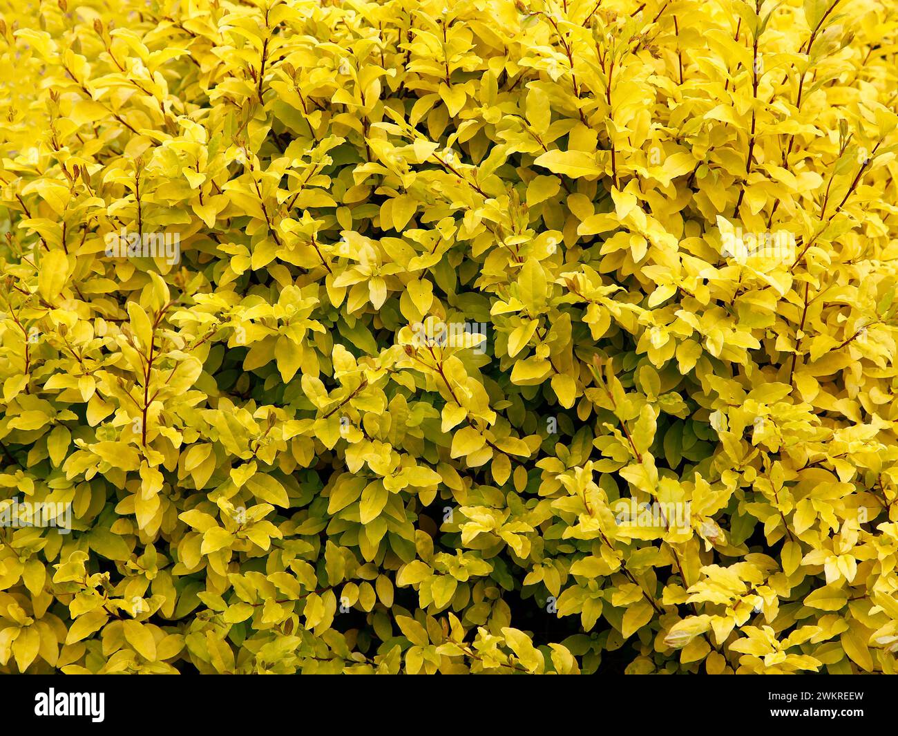 Ligustrum undulatum lemon lime and clippers hi-res stock photography ...