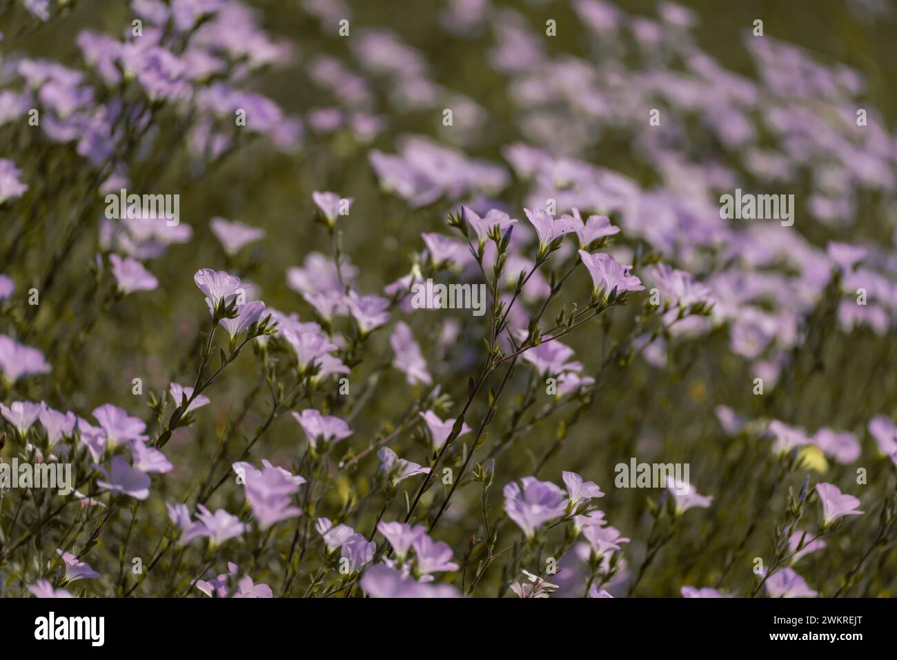 linen field linum usitatissimum. Flax flowers swaying in the wind. Slow ...