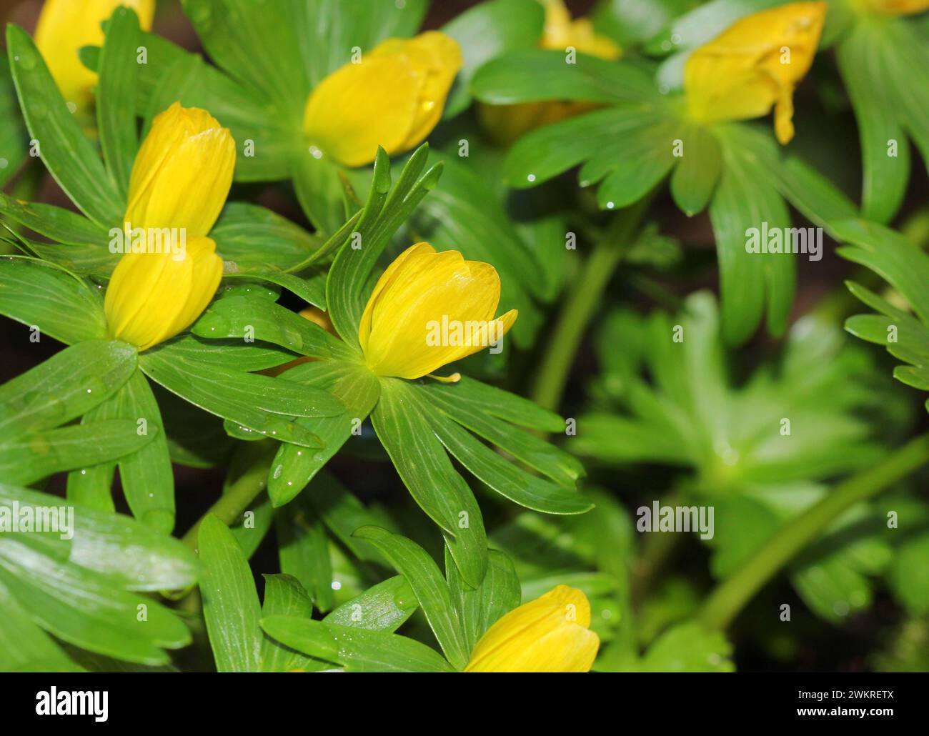 A close up of Winter Aconites Stock Photo - Alamy