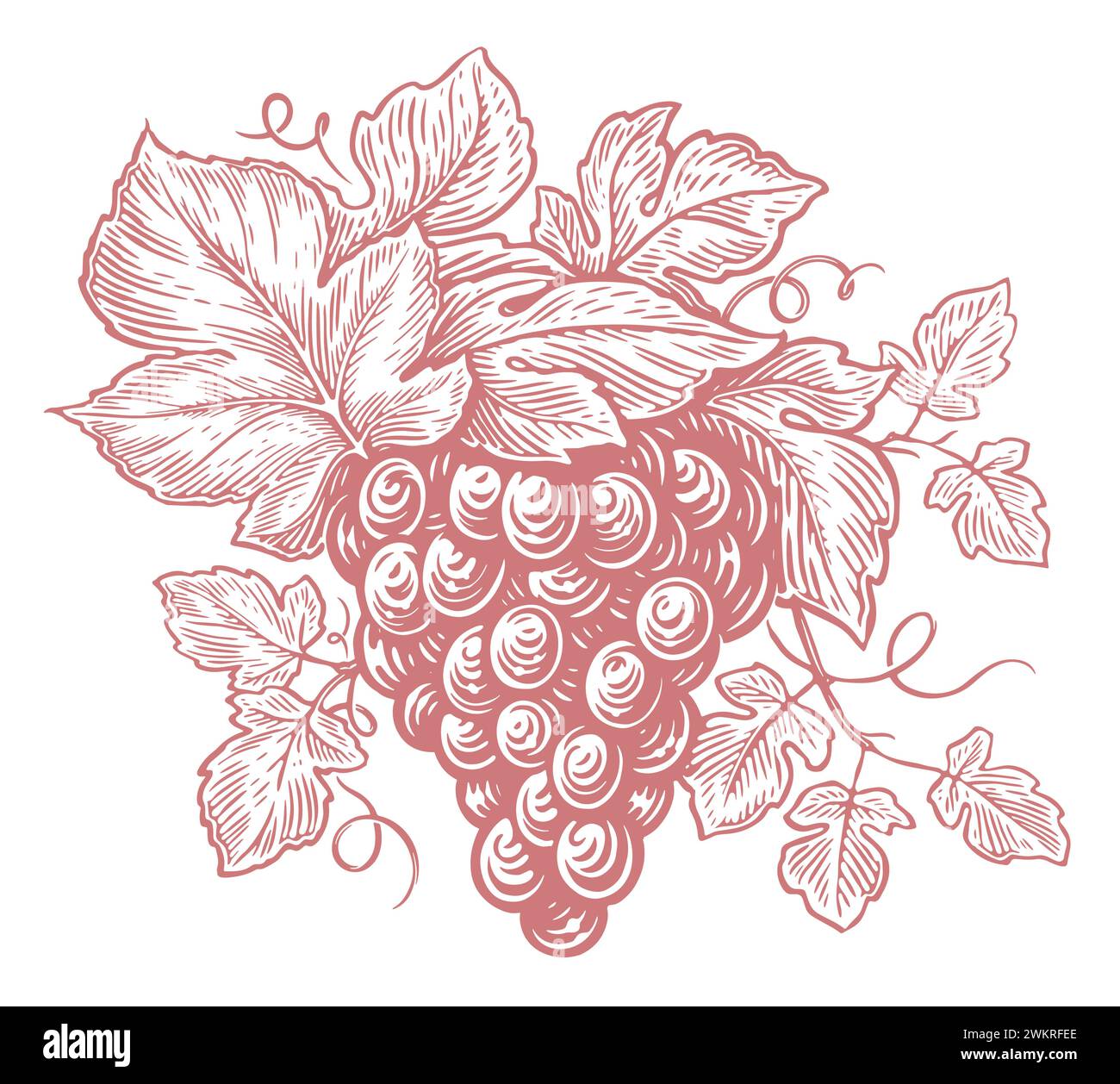 Fresh bunch of grapes. Hand drawn grapevine with leaves and berries ...