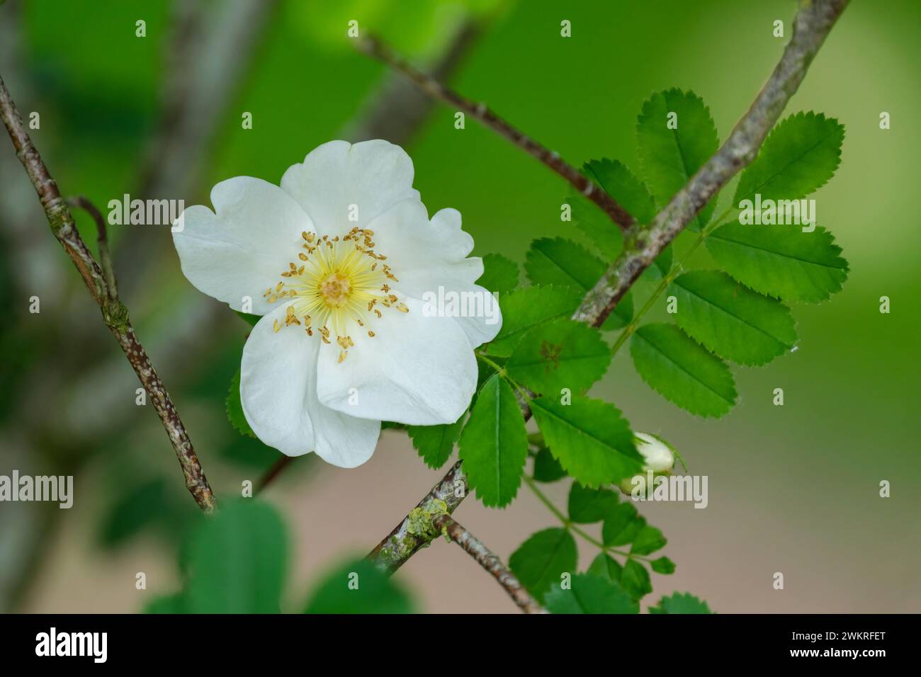 Rosa spinosissima, Scotch rose, cupped, single creamy-white blooms ...