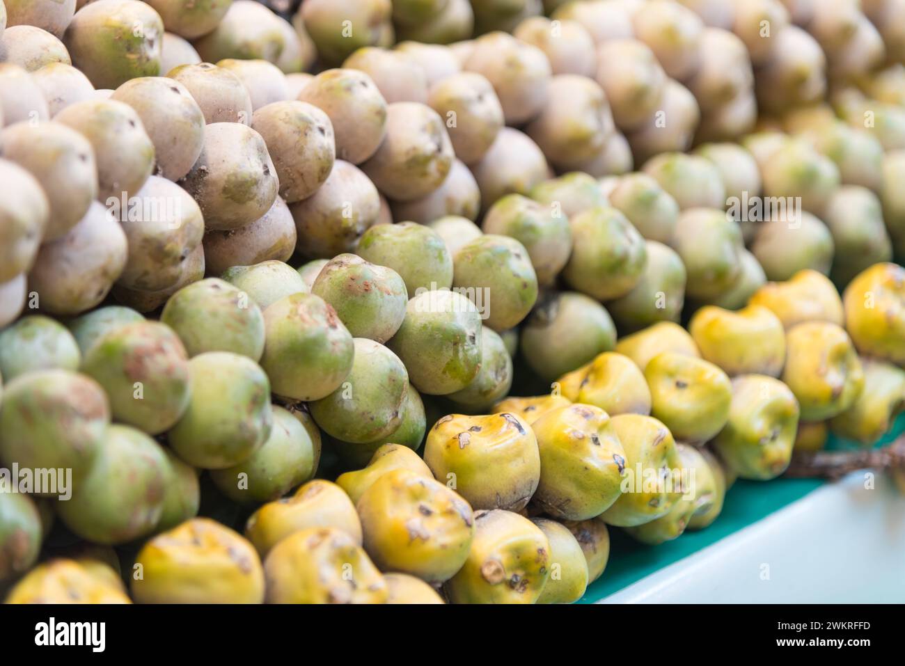 Lontar palm hi-res stock photography and images - Alamy