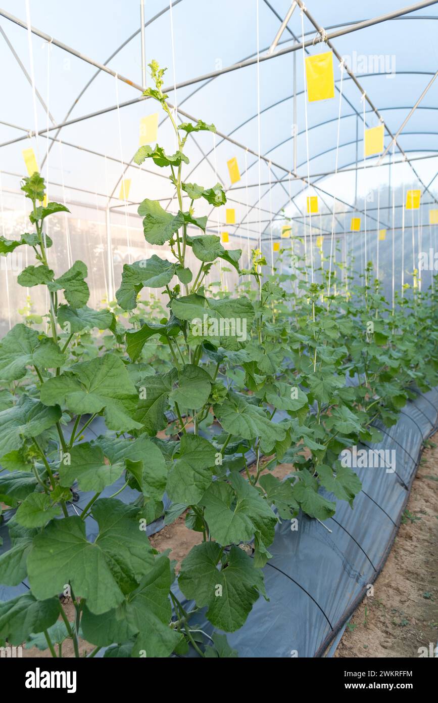 Freshness check hi-res stock photography and images - Alamy