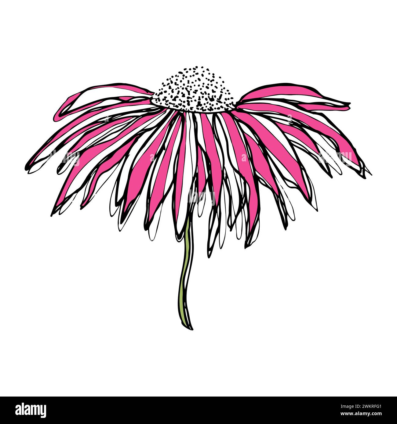 Pink Echinacea flower, hand drawn doodle stylized, Coneflower ...