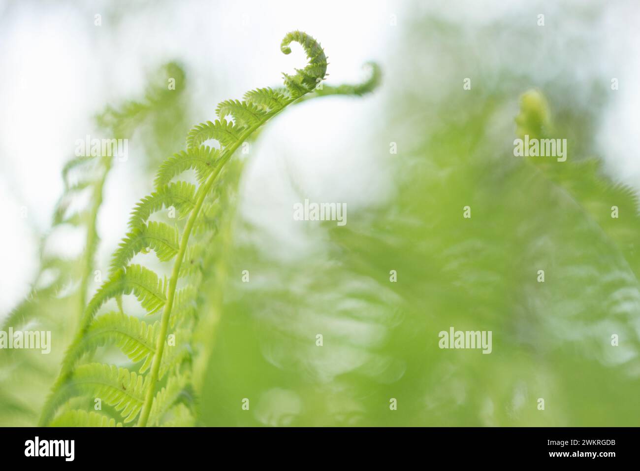 Lush garden fern in hi-res stock photography and images - Alamy