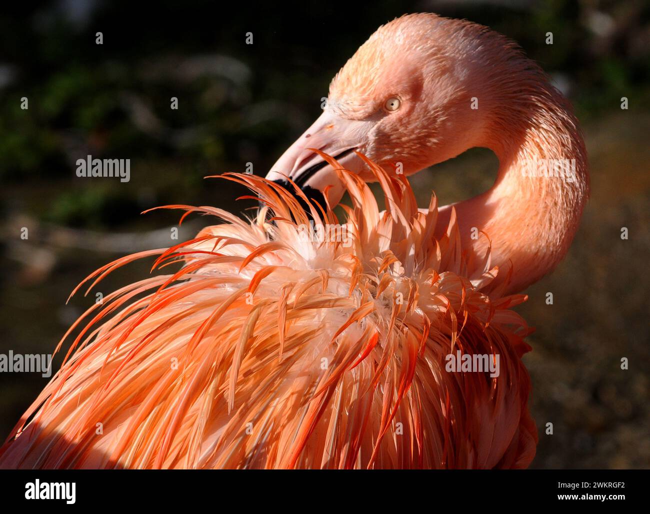 CHILEAN FLAMINGO, BIRDWORLD, FARNHAM SURREY. PIC MIKE WALKER 2024 Stock ...