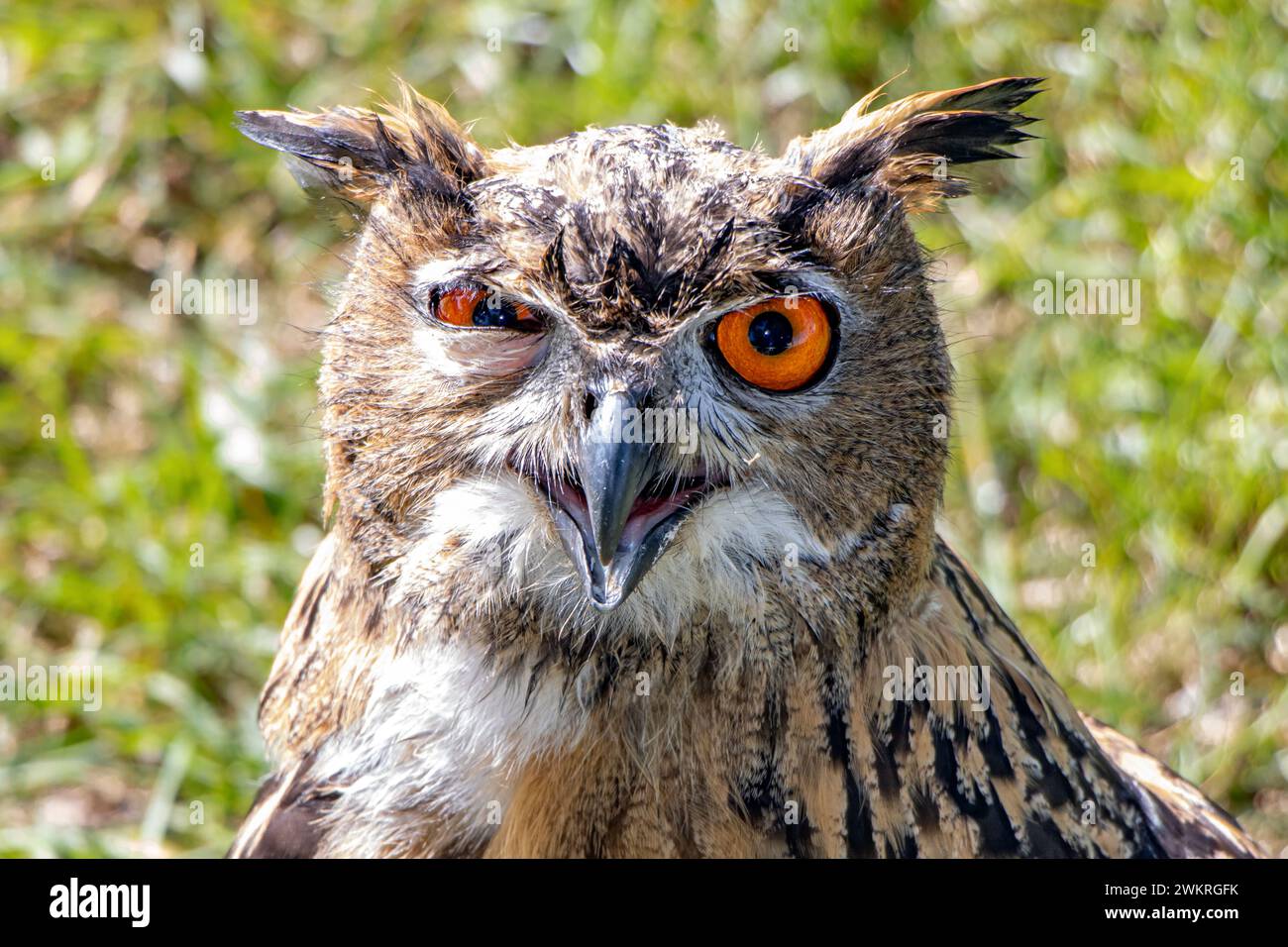 The blinking eagle-owl (Bubo bubo) look to camera Stock Photo - Alamy