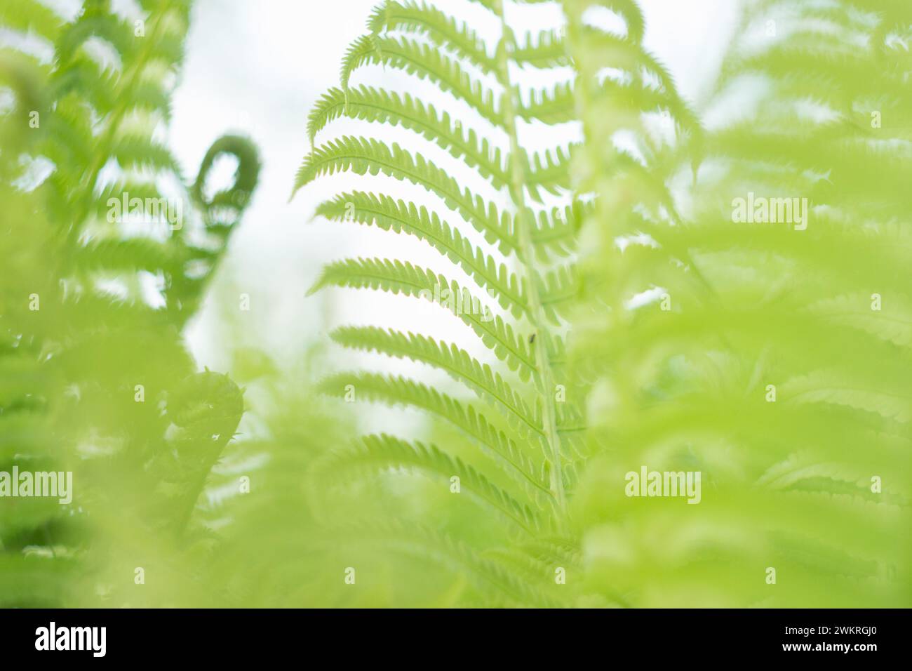 Young spring fern leaves hi-res stock photography and images - Alamy