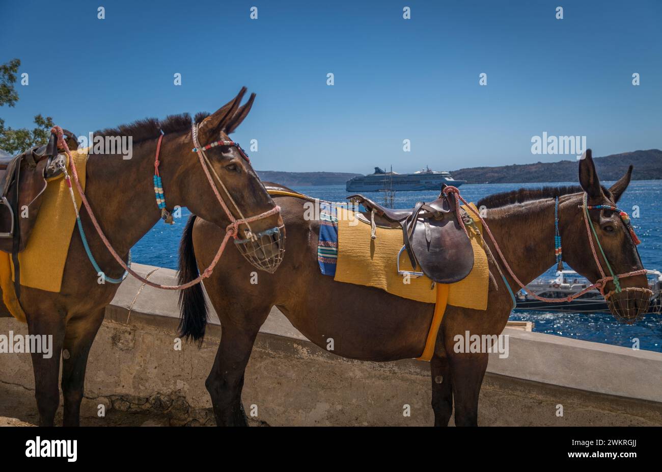 Two mules hi-res stock photography and images - Alamy