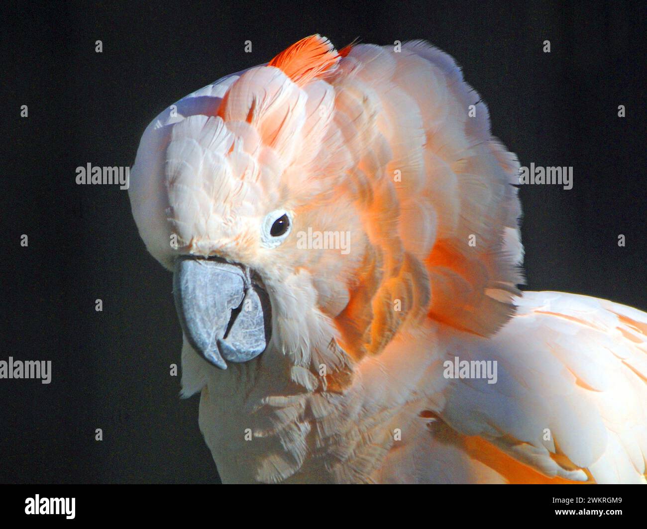 MOLUCCAN COCKATOO, BIRDWORLD, FARNHAM SURREY. PIC MIKE WALKER 2024 ...