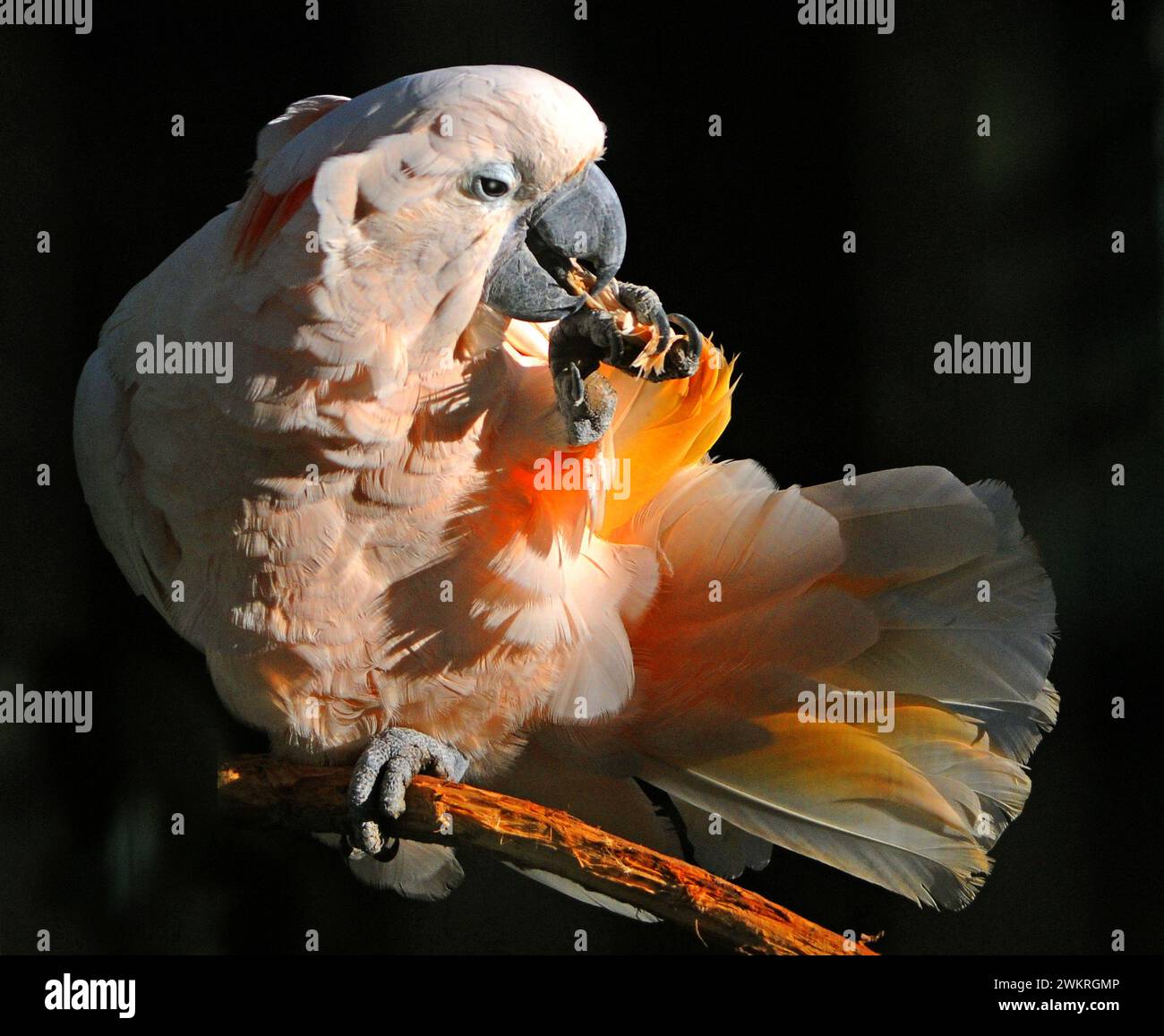 MOLUCCAN COCKATOO, BIRDWORLD, FARNHAM SURREY. PIC MIKE WALKER 2024 ...