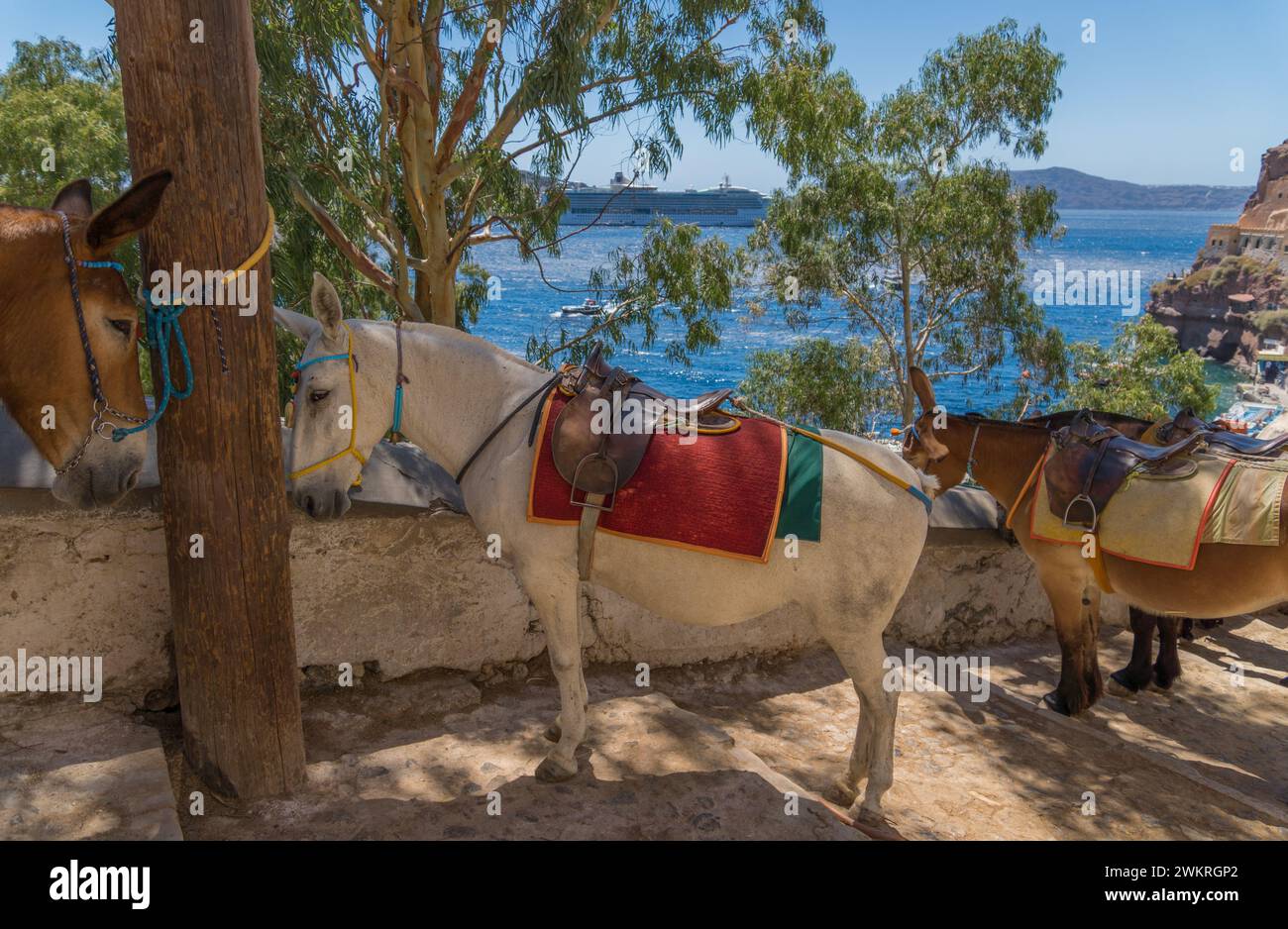 Mules with saddles hi-res stock photography and images - Alamy