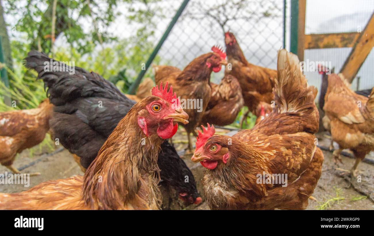 Roosting chickens hi-res stock photography and images - Alamy