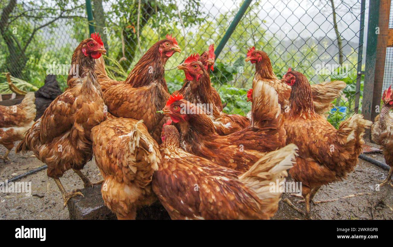 Roosting chickens hi-res stock photography and images - Alamy