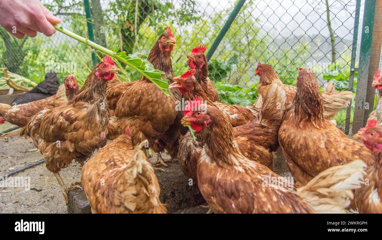 Roosting chickens hi-res stock photography and images - Alamy