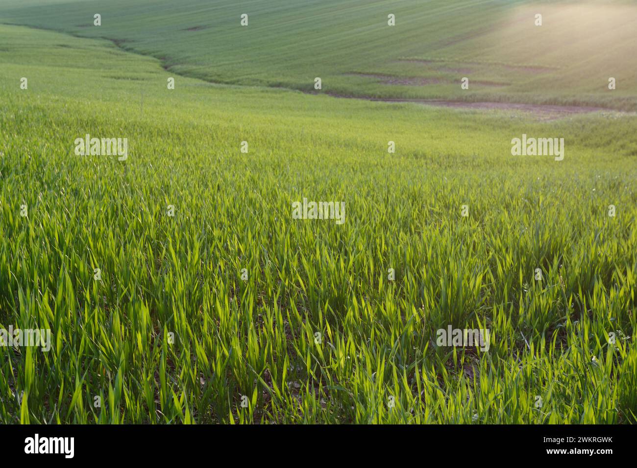 Early growing wheat hi-res stock photography and images - Alamy
