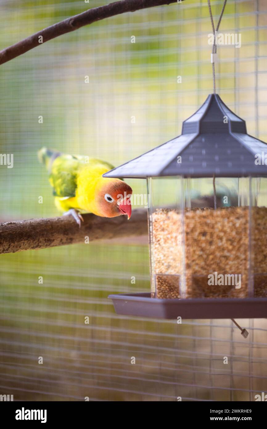 Bird eat feeder hi-res stock photography and images - Alamy