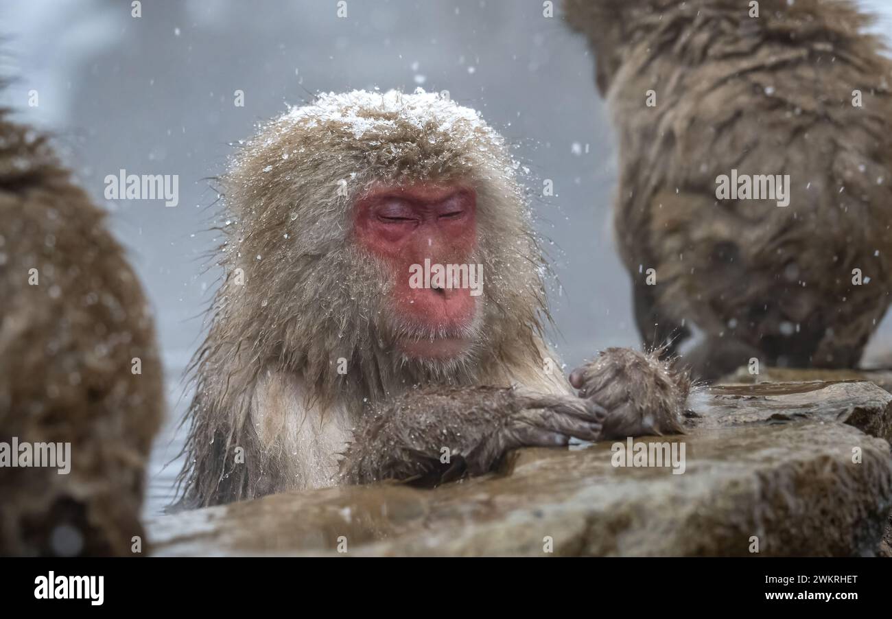 A Japanese macaque in Jigokudani (Hell's Valley), Japan Stock Photo - Alamy