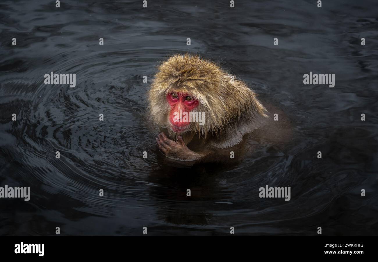A Japanese macaque bathing in a hot spring in Jigokudani, Japan Stock ...