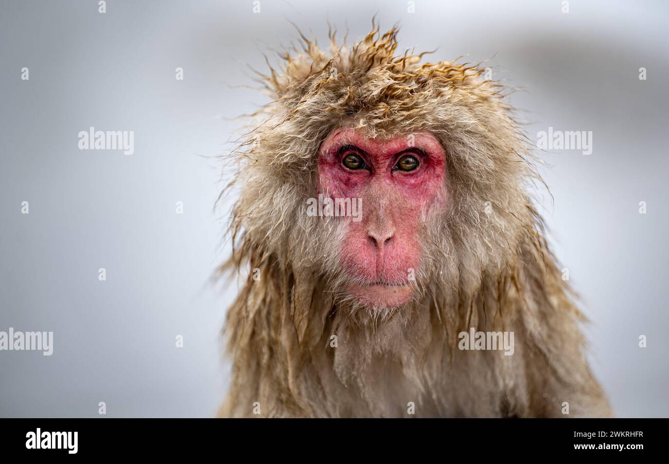 A Japanese macaque in Jigokudani (Hell's Valley), Japan Stock Photo - Alamy