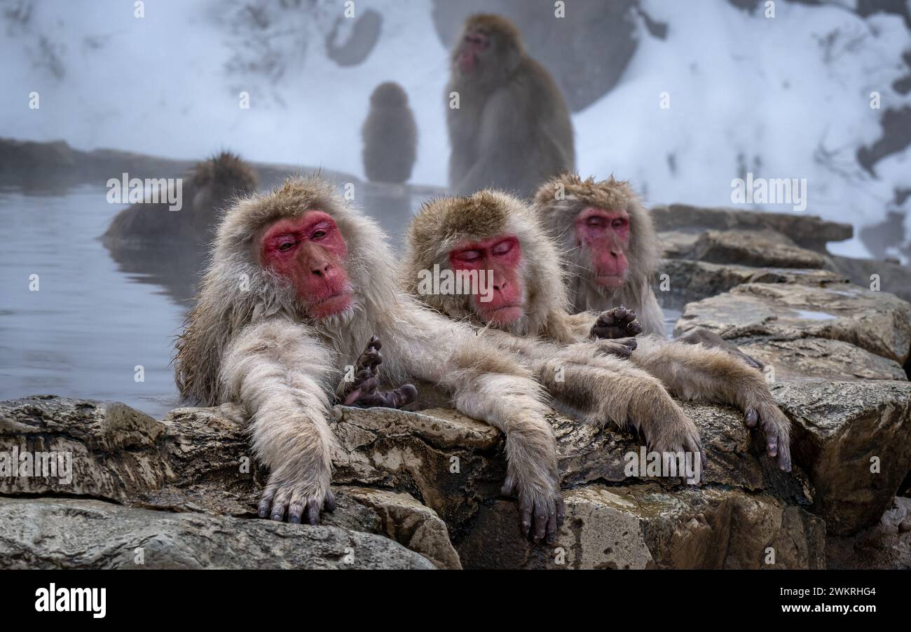 The Japanese macaques in Jigokudani (Hell's Valley), Japan Stock Photo ...
