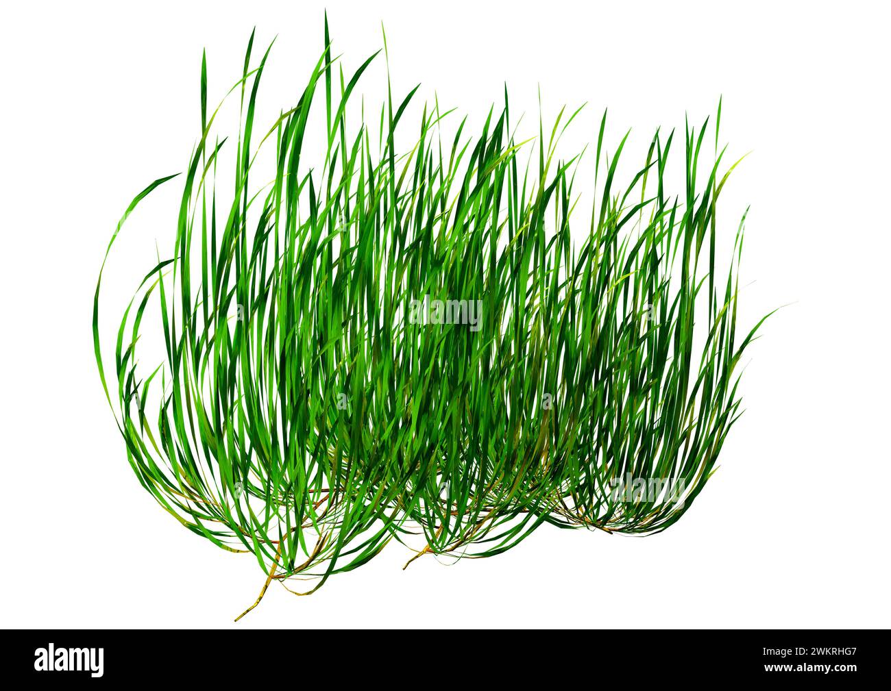 3D rendering of green seagrass isolated on white background Stock Photo ...