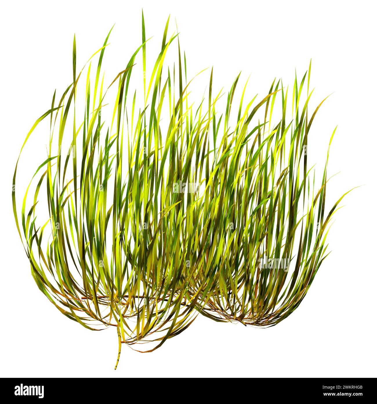 3D rendering of green seagrass isolated on white background Stock Photo ...