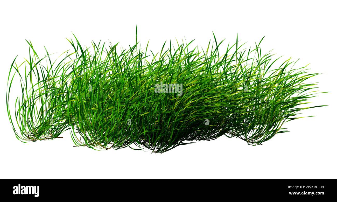 3D rendering of green seagrass isolated on white background Stock Photo ...