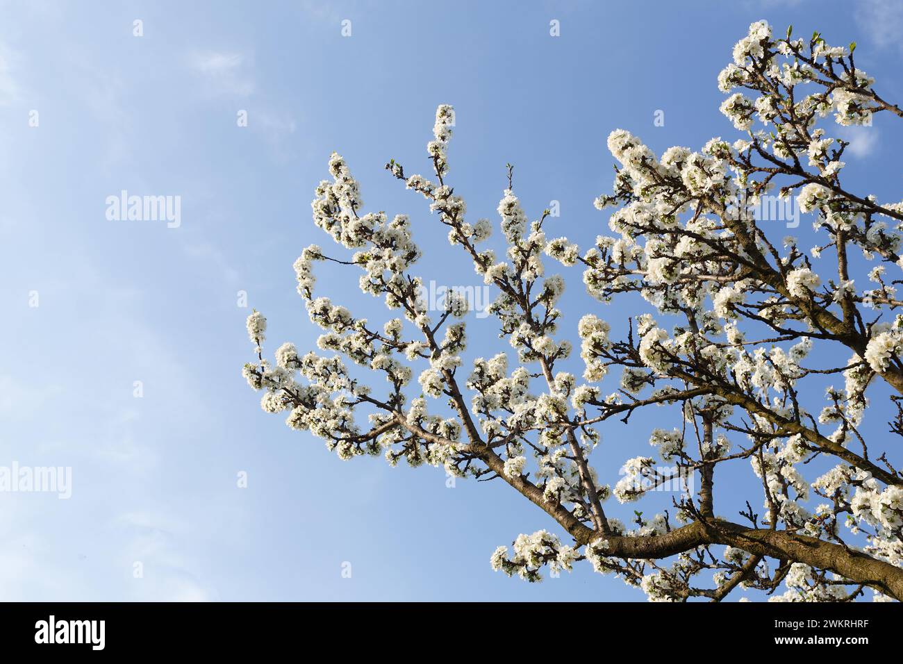 Plum tree branch in bloom in the spring garden Stock Photo - Alamy