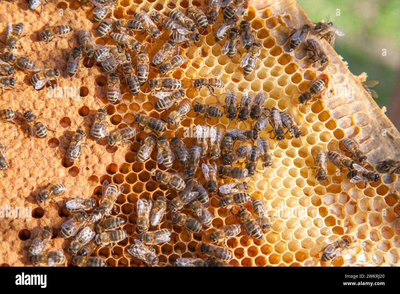 Frames of a beehive. Busy bees inside the hive with open and sealed ...