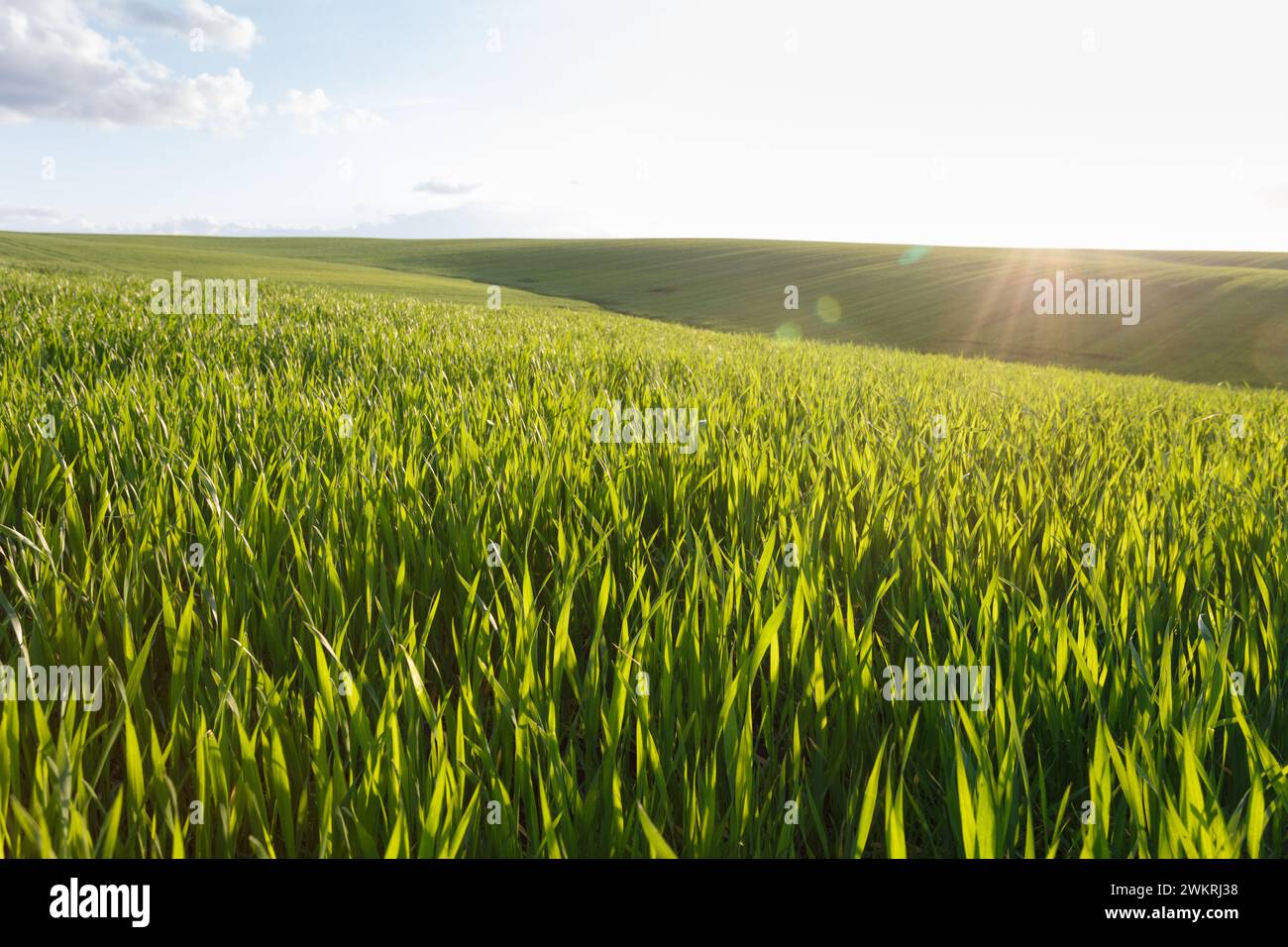 Young wheat field in early spring Stock Photo - Alamy