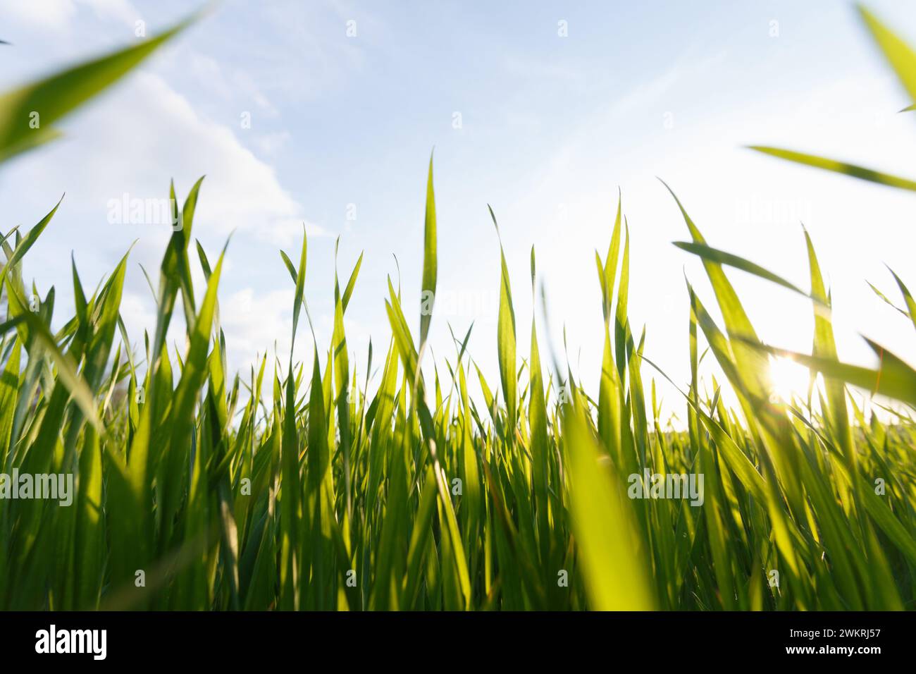 Young spring wheat hi-res stock photography and images - Alamy