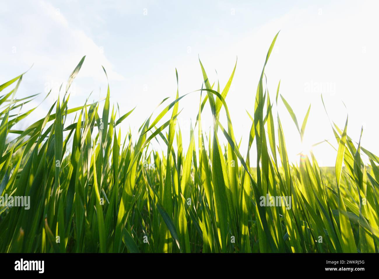 Young wheat field in early spring Stock Photo - Alamy