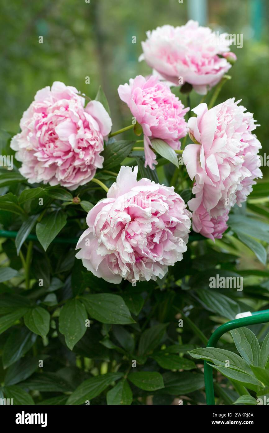 Paeonia lactiflora Sarah Bernhardt flowers in the summer garden Stock ...