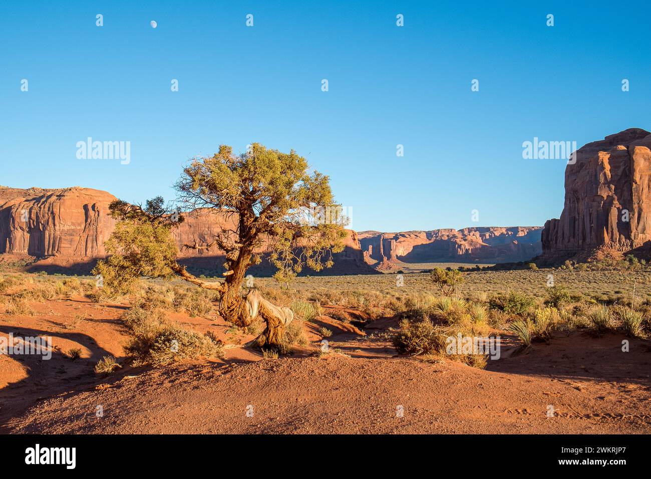 Lone tree in Monument Valley, which is famous for its iconic buttes and ...
